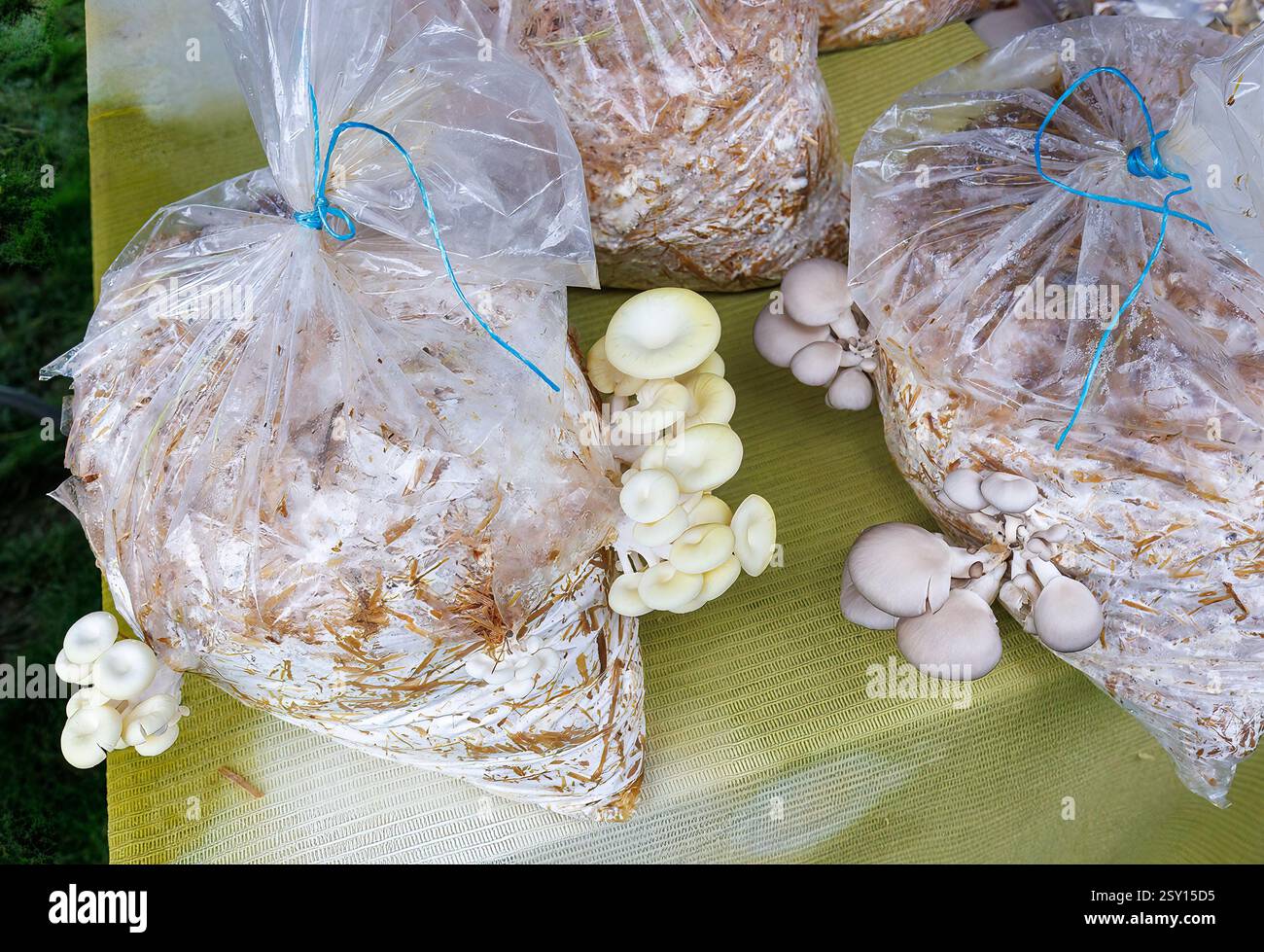 Mushrooms sprouting from mushroom grow bag Stock Photo - Alamy