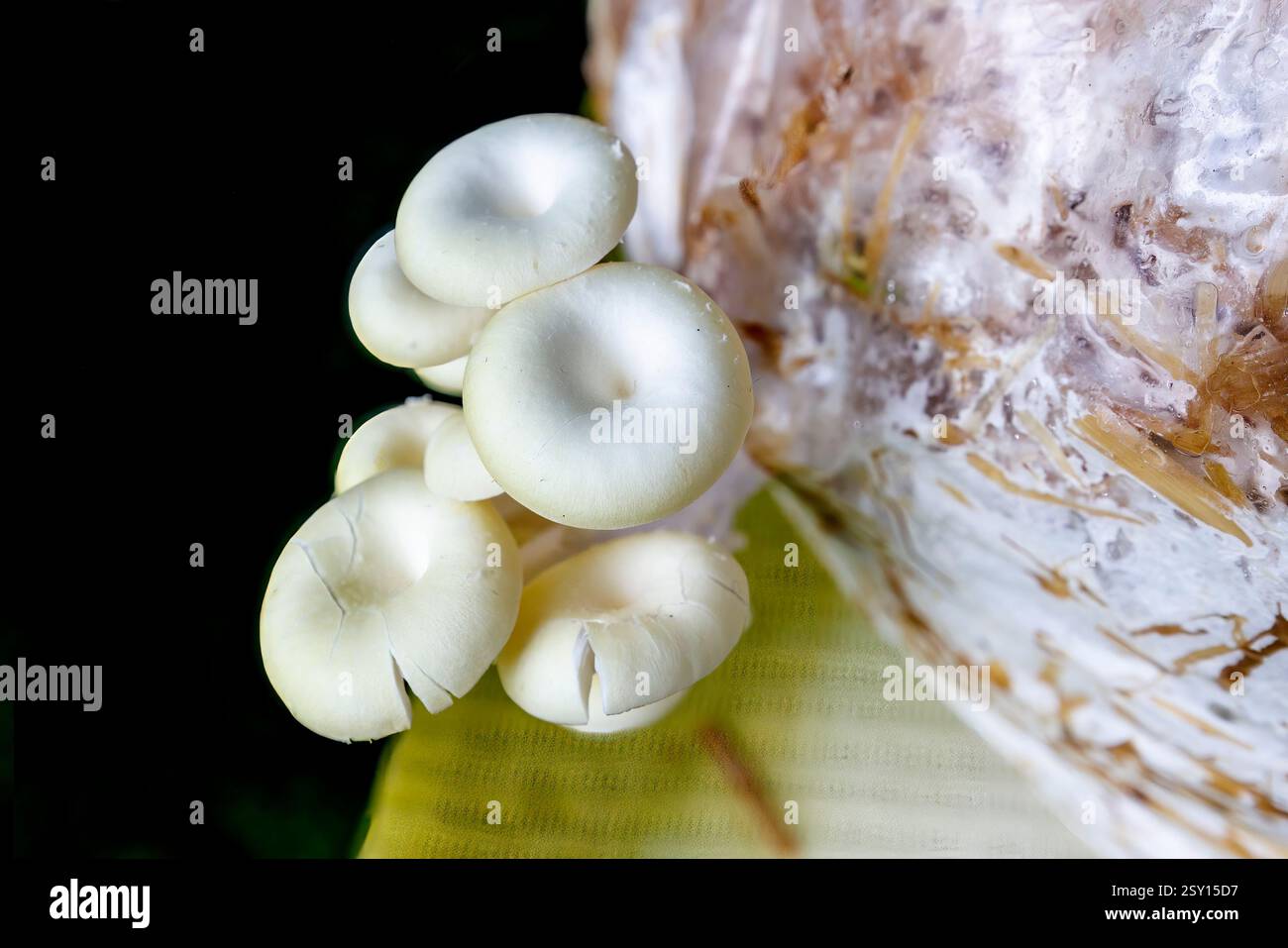 Mushrooms sprouting from mushroom grow bag Stock Photo - Alamy