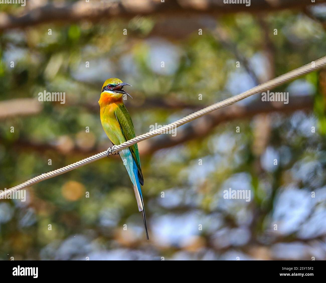 Blue tailed bee eater sand hi-res stock photography and images - Alamy