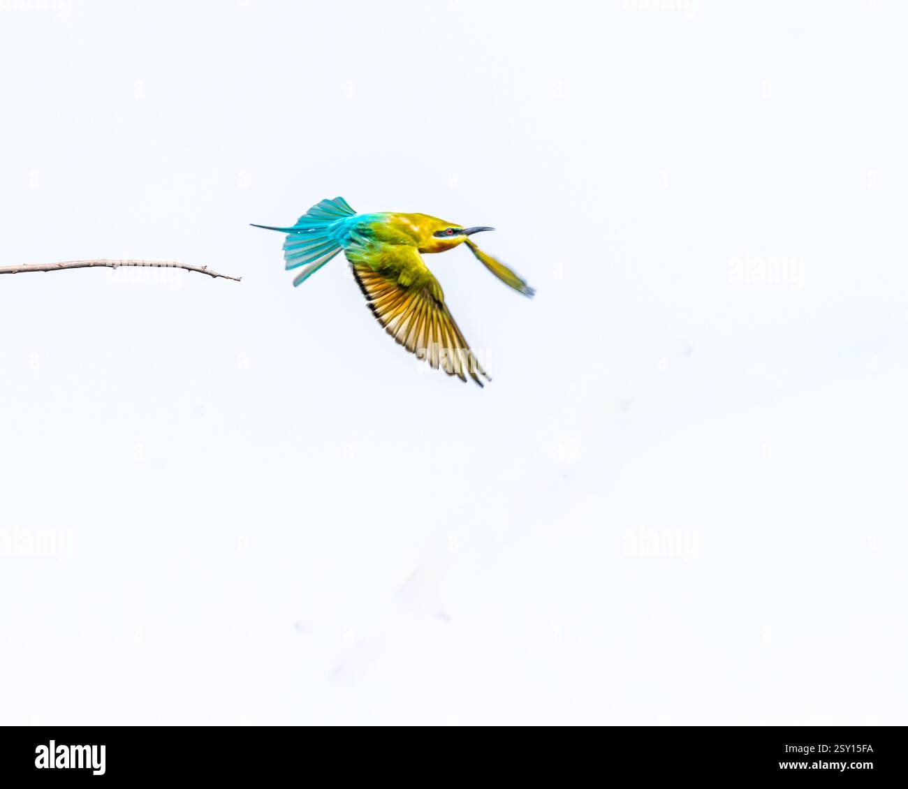 A Blue Tail Bee eater in a flight Stock Photo - Alamy