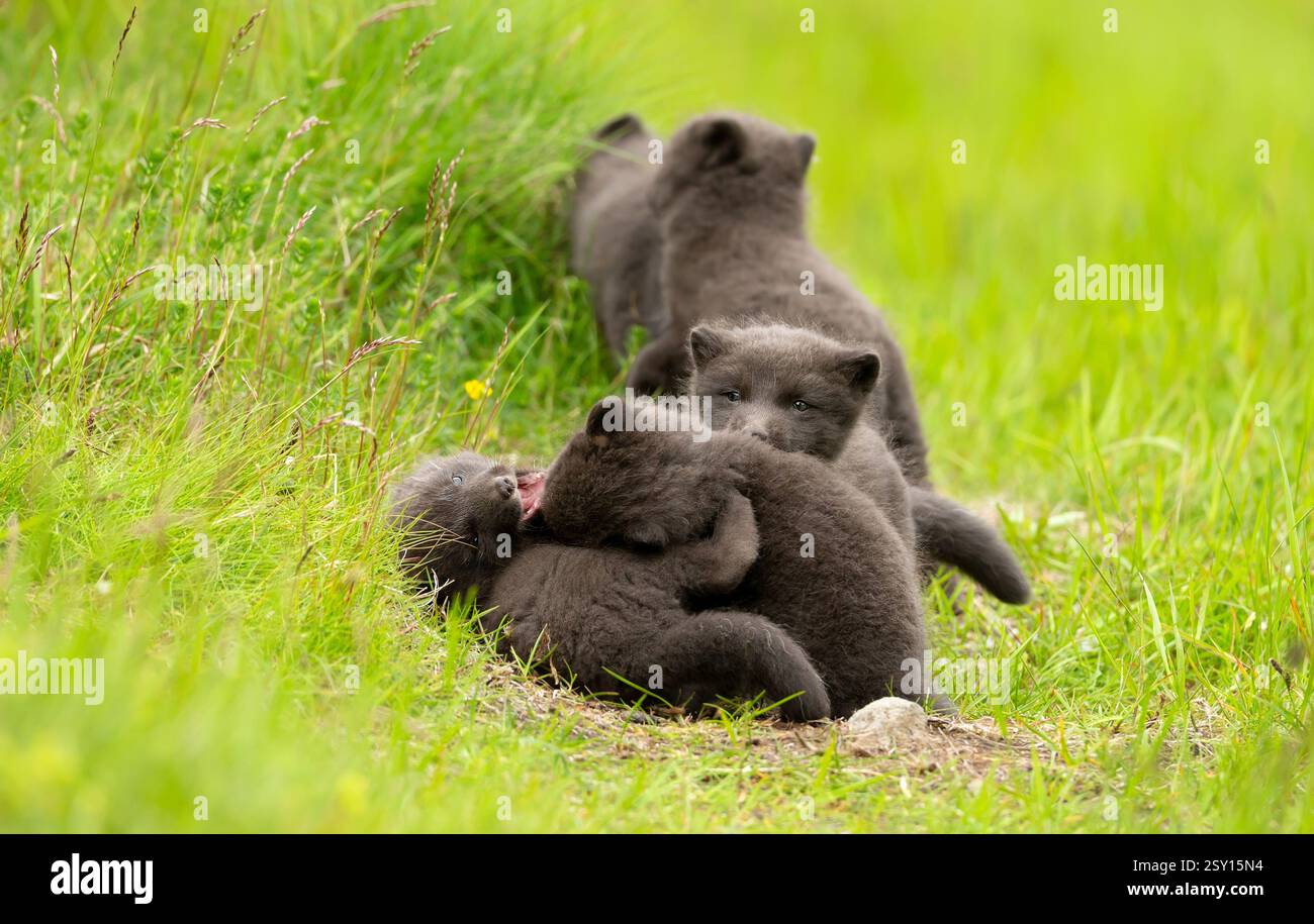 Fox cubs playing hi-res stock photography and images - Alamy