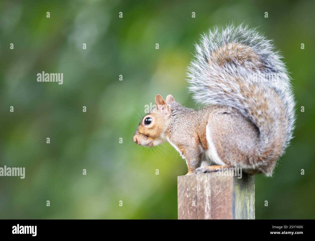 Portrait of a cute curious grey squirrel standing on a garden fence ...