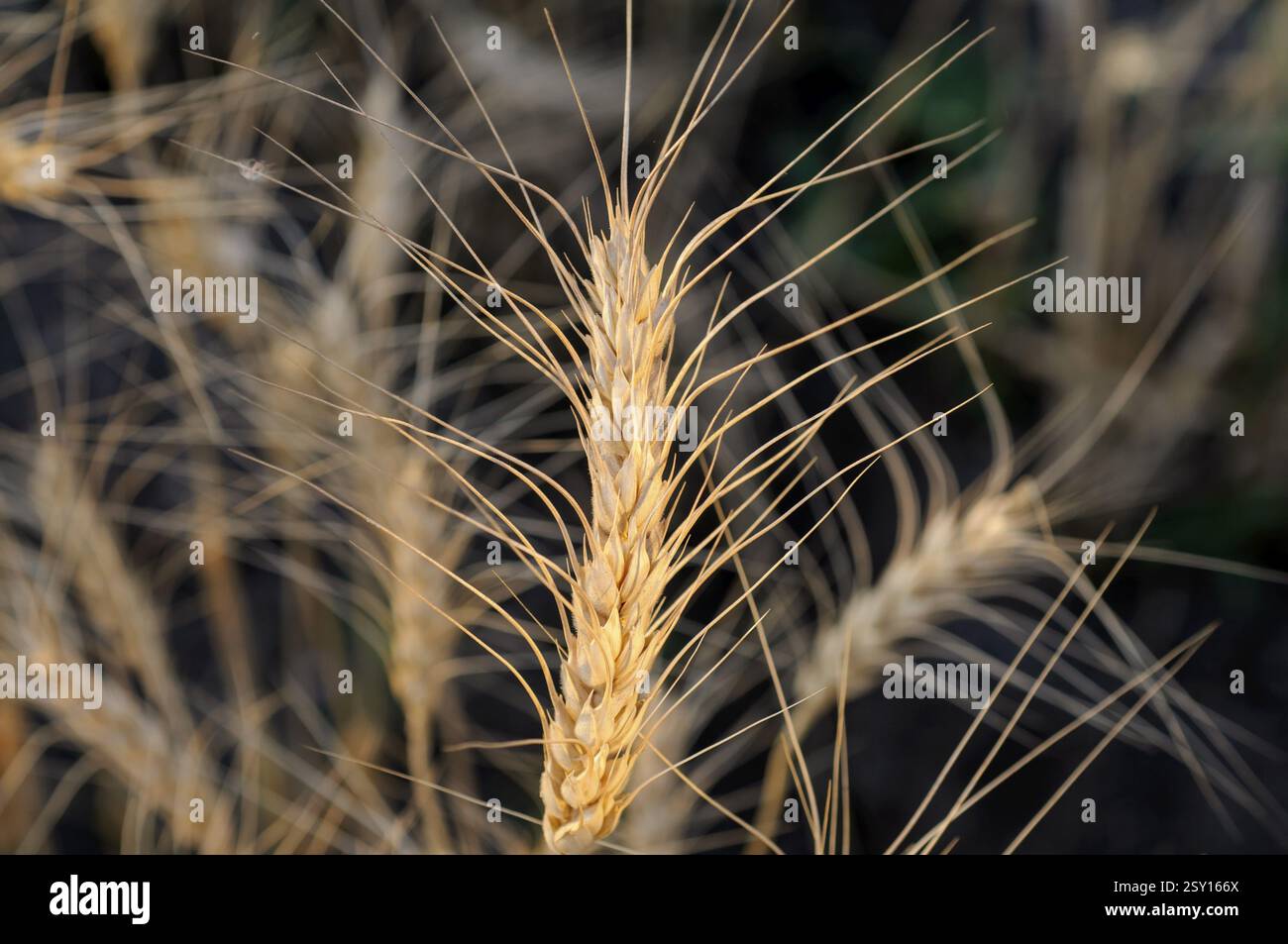 Wheatfield, pune, maharashtra, india, asia Stock Photo - Alamy