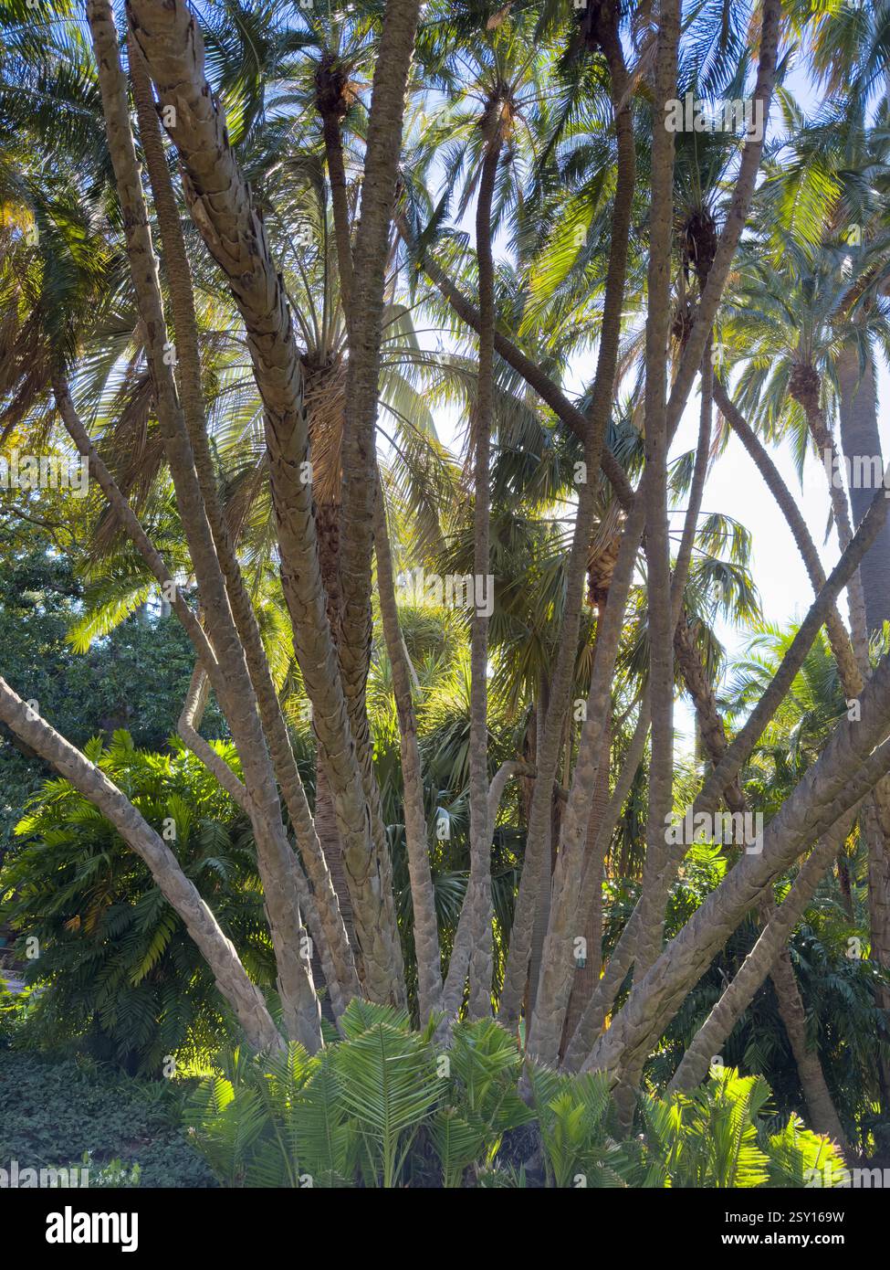 Wild date palm, Phoenix reclinata in a park in South Africa. Also known ...