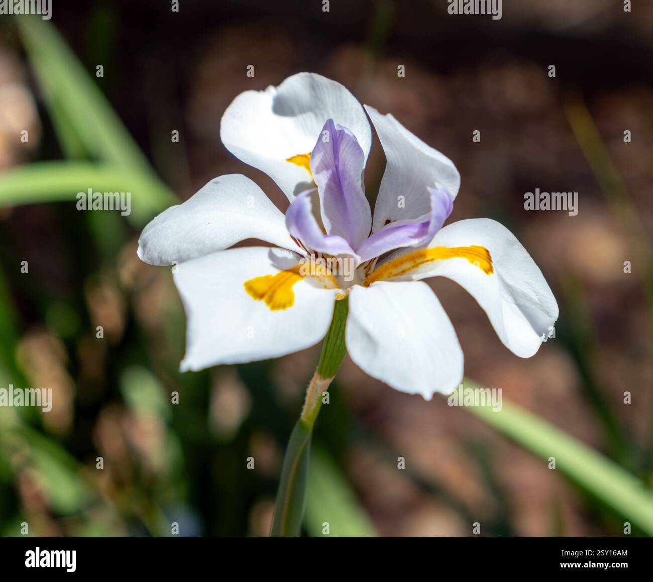 African iris hi-res stock photography and images - Alamy
