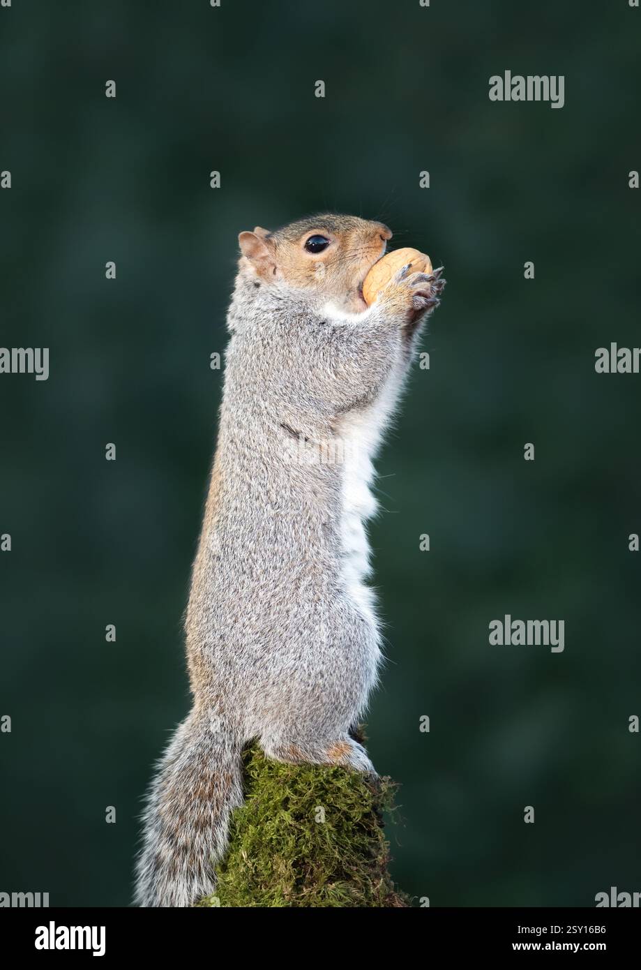 Grey squirrel eating nut on a mossy tree branch, UK Stock Photo - Alamy