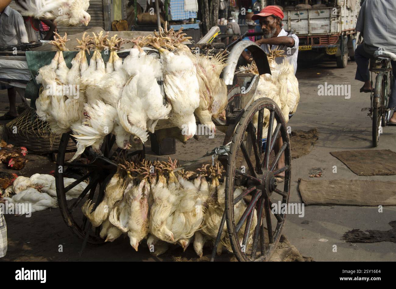 Chickens hanging hand rickshaw Kolkata West Bengal India Asia Stock ...