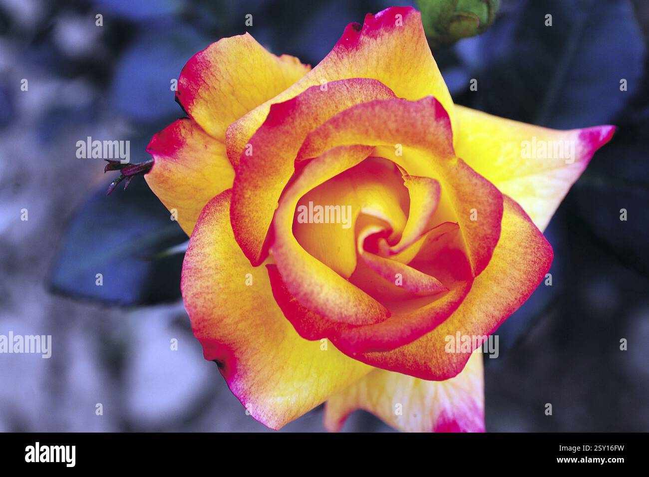 Photograph of wild flower hi-res stock photography and images - Alamy