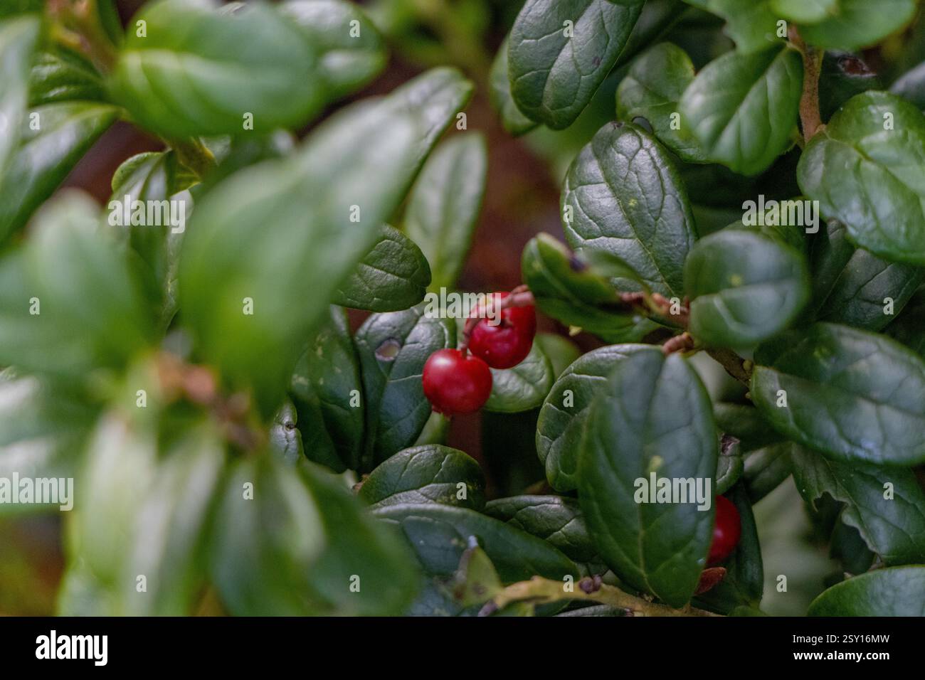 Ventspils. Vasenieki swamp. Cranberry. In nature, all types of ...
