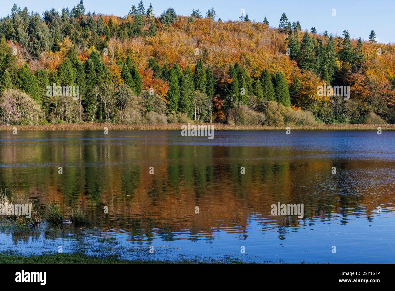 Autumn trees ireland hi-res stock photography and images - Alamy