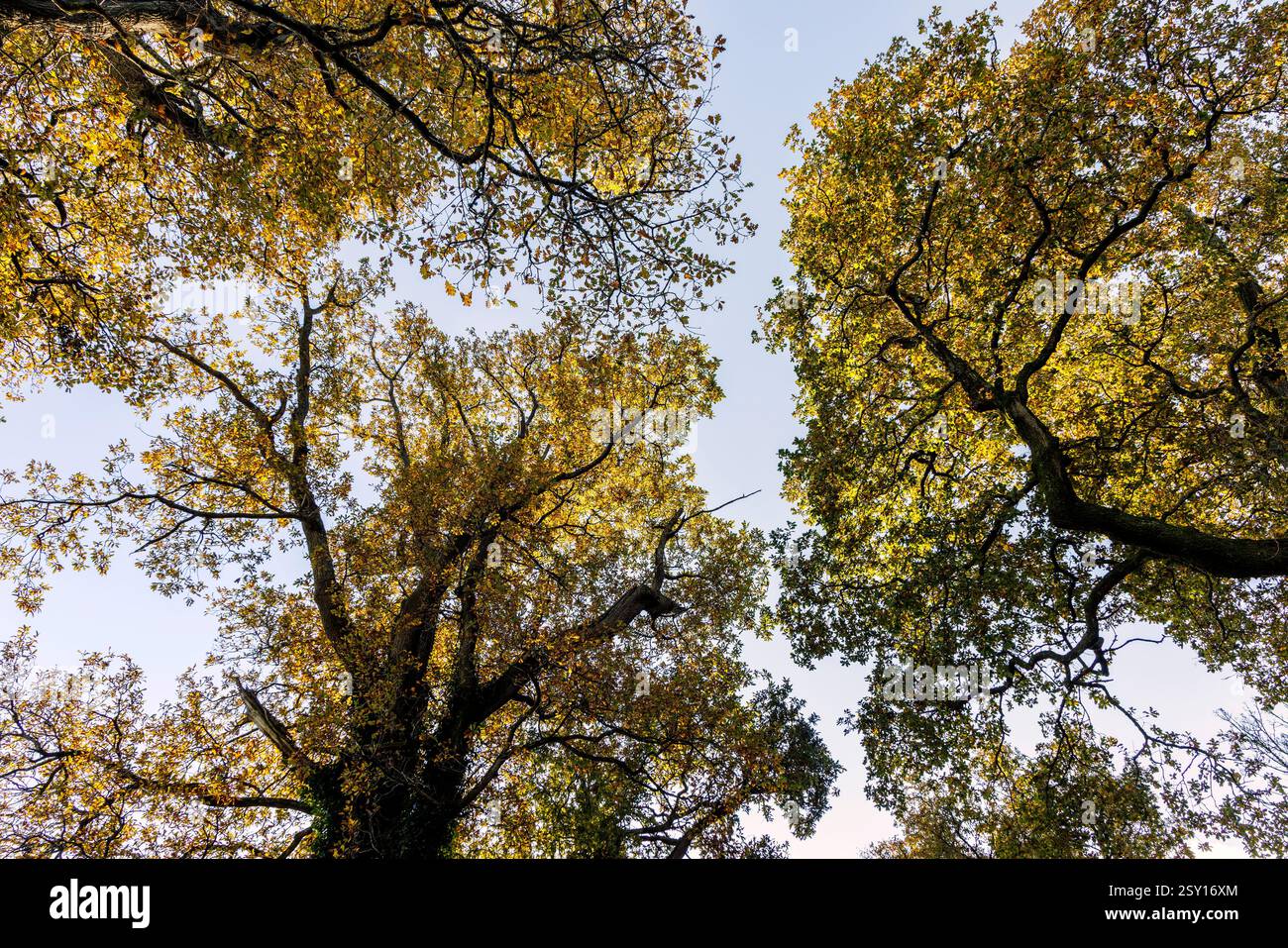 Autumn trees ireland hi-res stock photography and images - Alamy