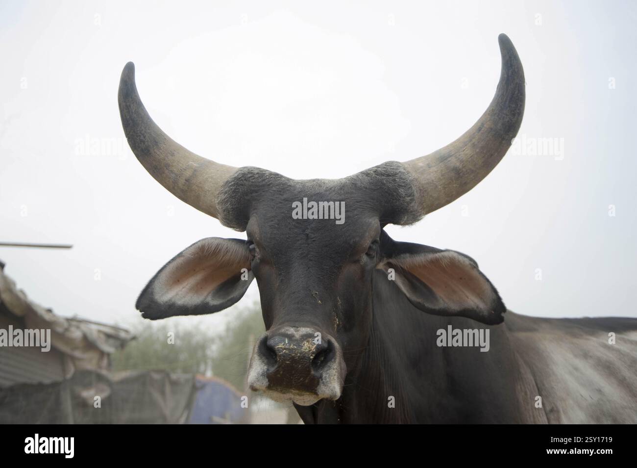 Goshala cow protection, sanchore, rajasthan, india, asia Stock Photo ...