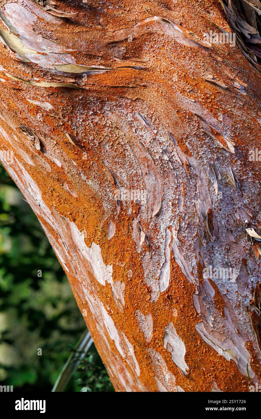 Luma apiculata hi-res stock photography and images - Alamy
