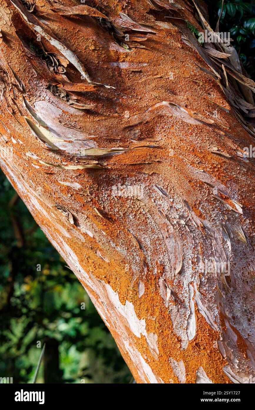 Luma apiculata hi-res stock photography and images - Alamy