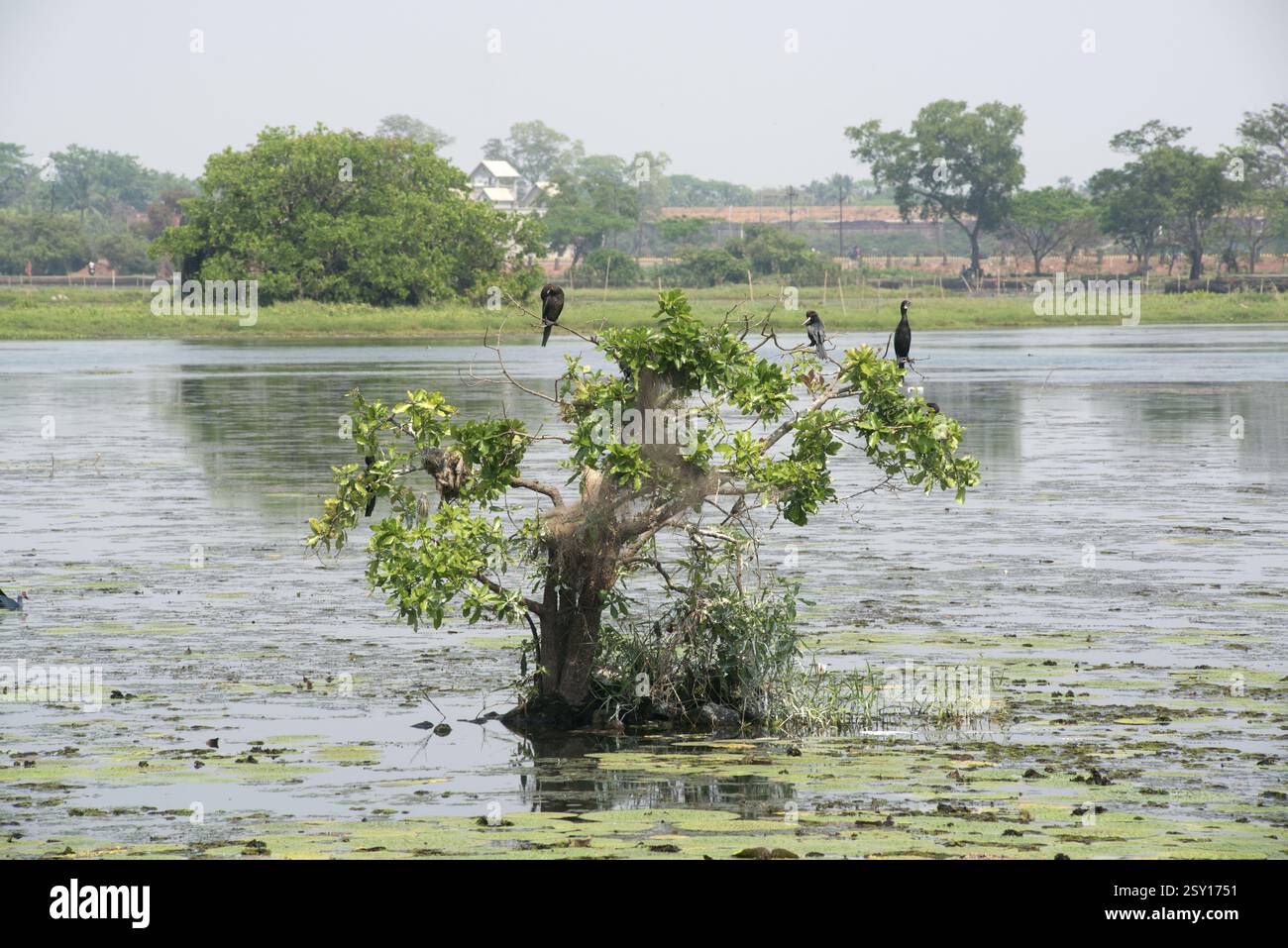 Migrating birds resting on tree, nandankanan zoological park, orissa ...
