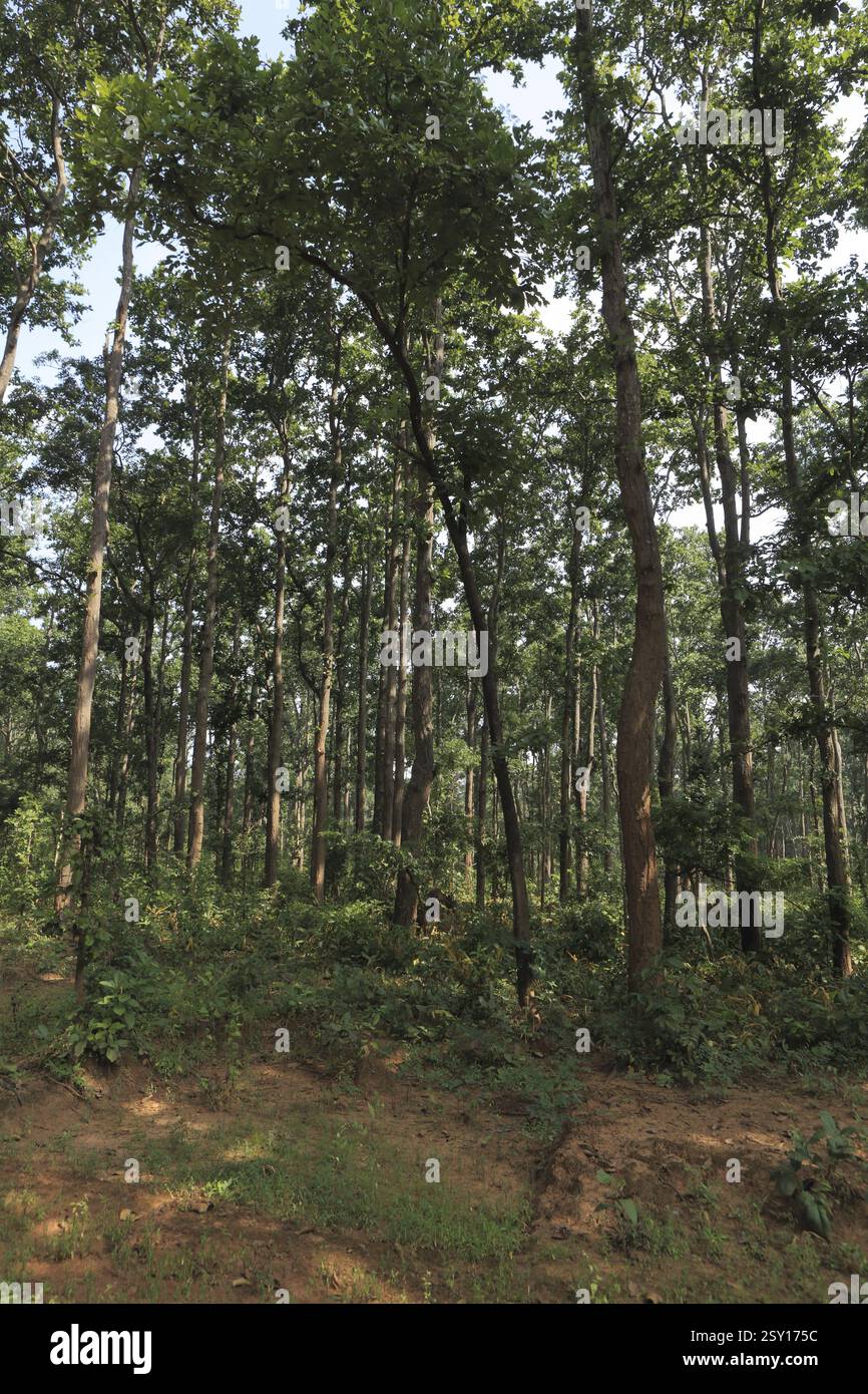 Dense forest, bastar, chhattisgarh, india, asia Stock Photo - Alamy
