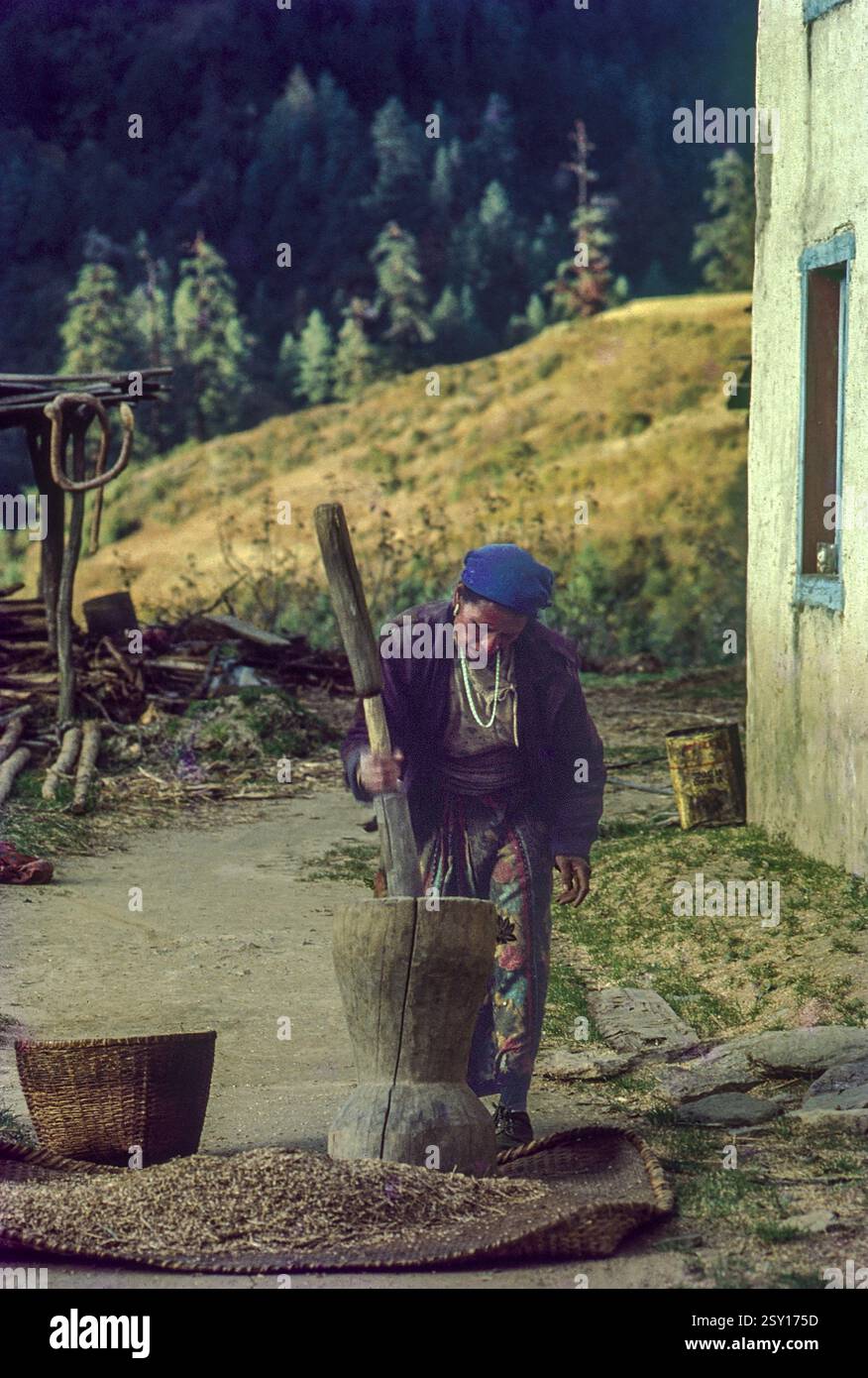 Woman pounding rice in wooden mortar, nepal, Asia Stock Photo - Alamy