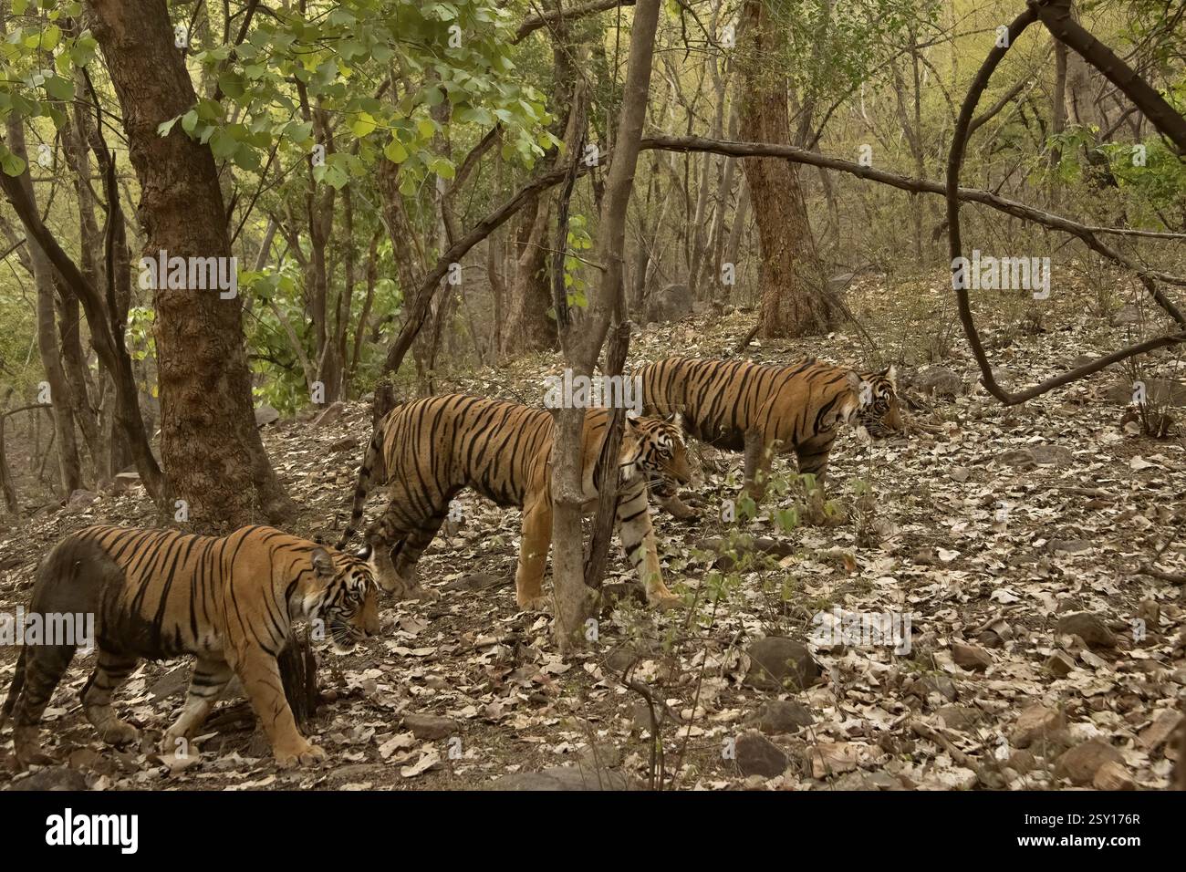 Three tigers, a mother and two nearly full grown cubs walking in the ...