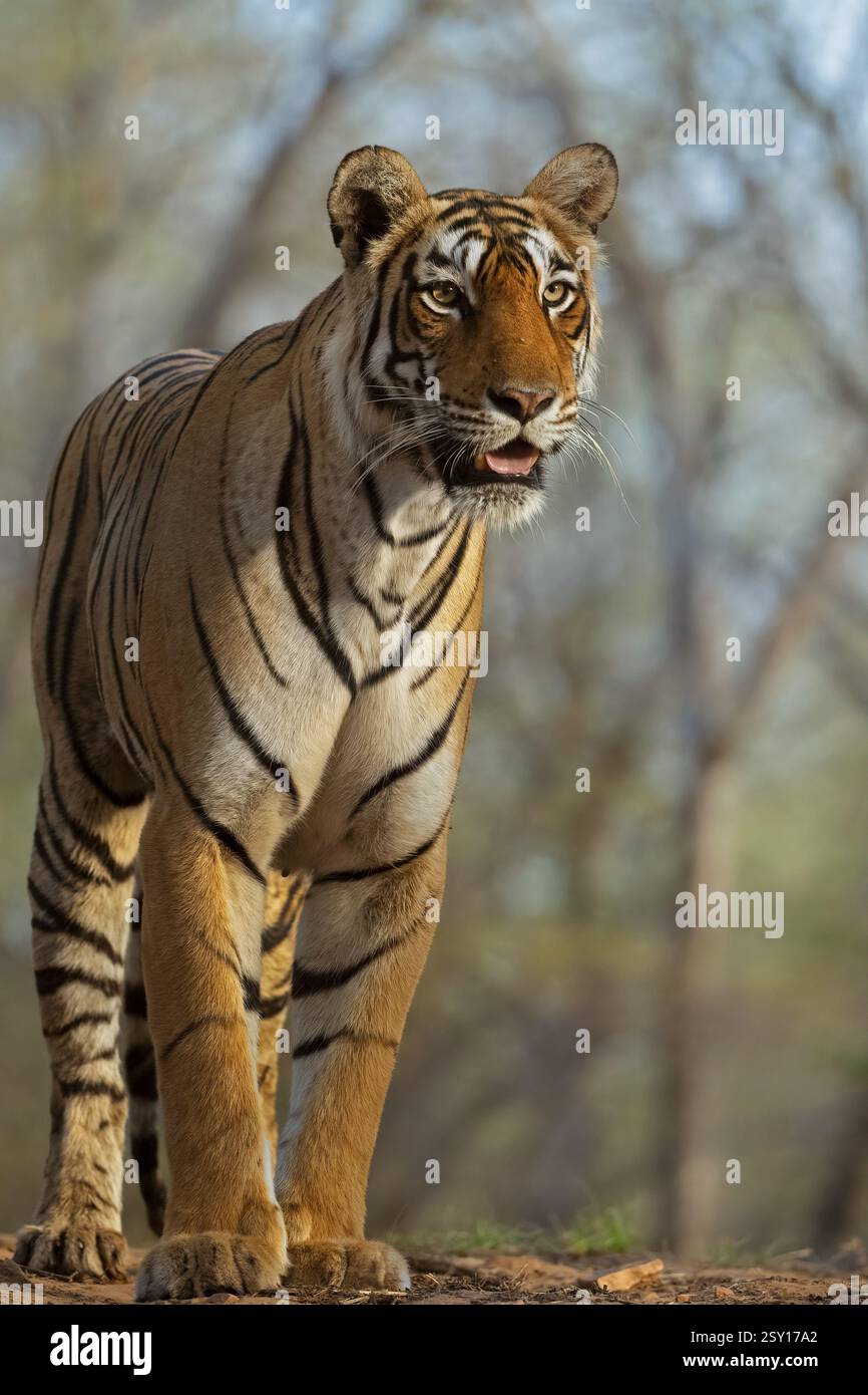Tiger standing and facing the camera on a forest track in Ranthambhore ...
