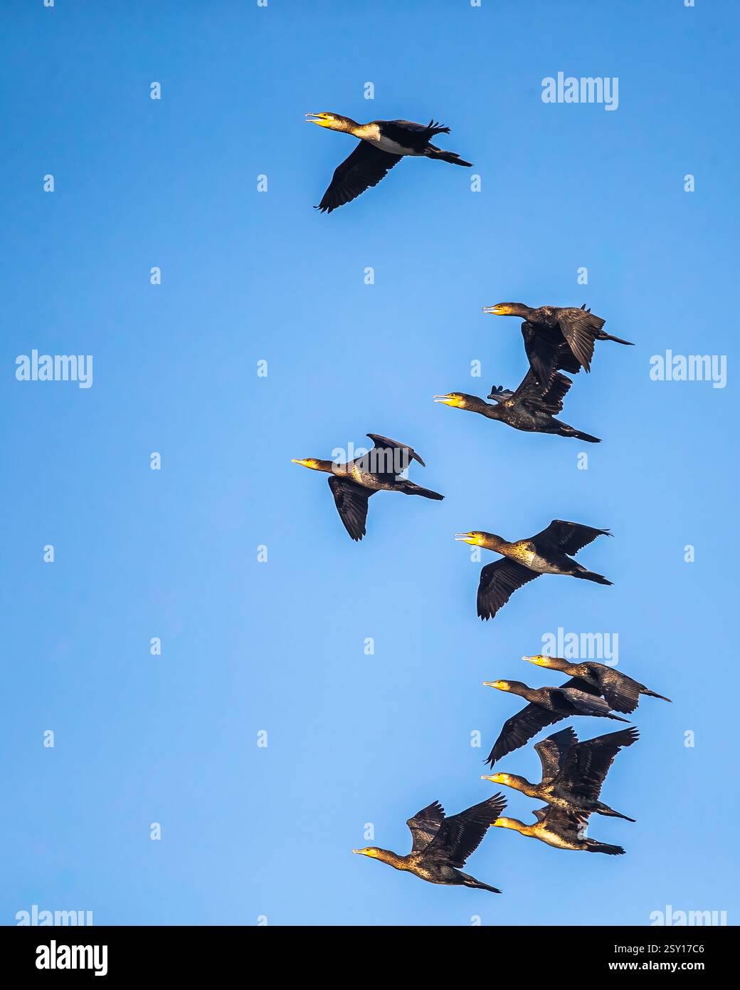 A Flock of Cormorant in flight over a lake Stock Photo - Alamy