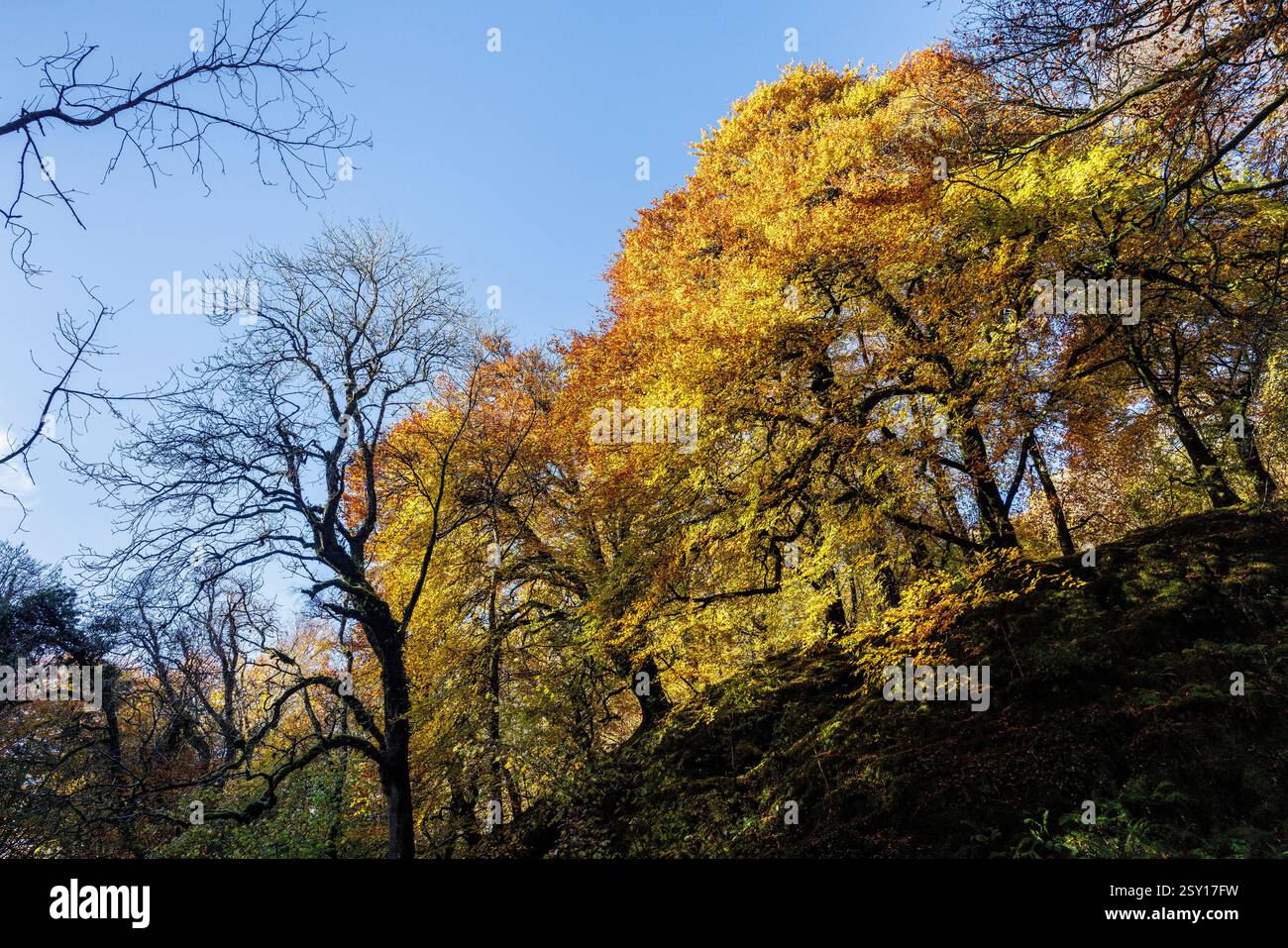 Autumn trees ireland hi-res stock photography and images - Alamy