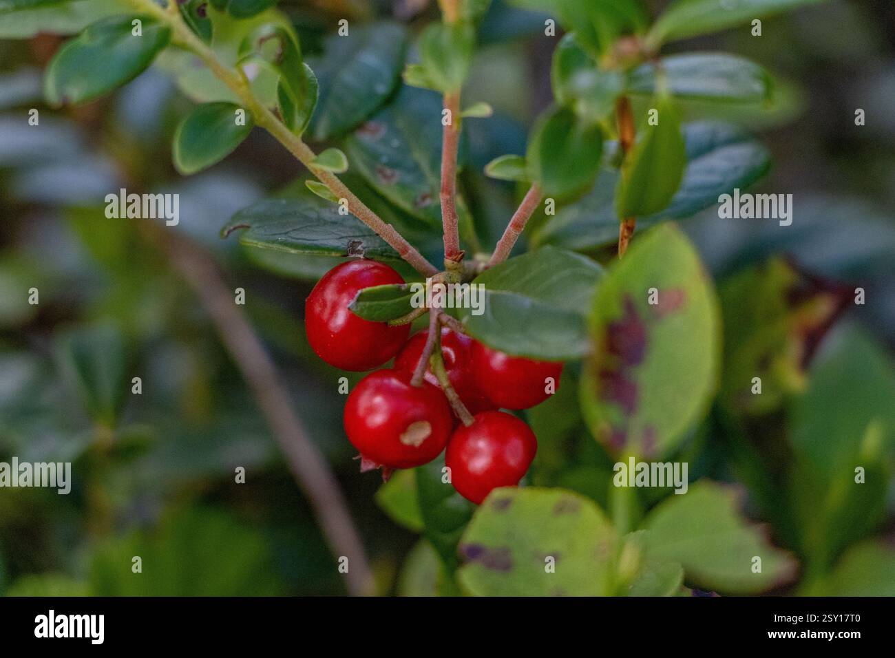 Ventspils. Vasenieki swamp. Cranberry. In nature, all types of ...