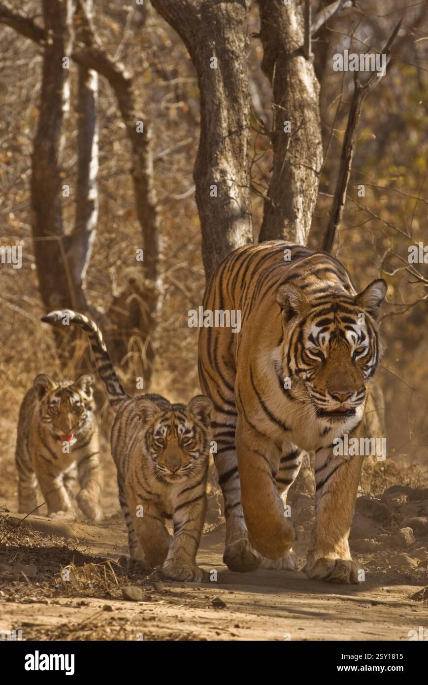 Tigress panthera tigris tigris with cubs, Ranthambore national park ...