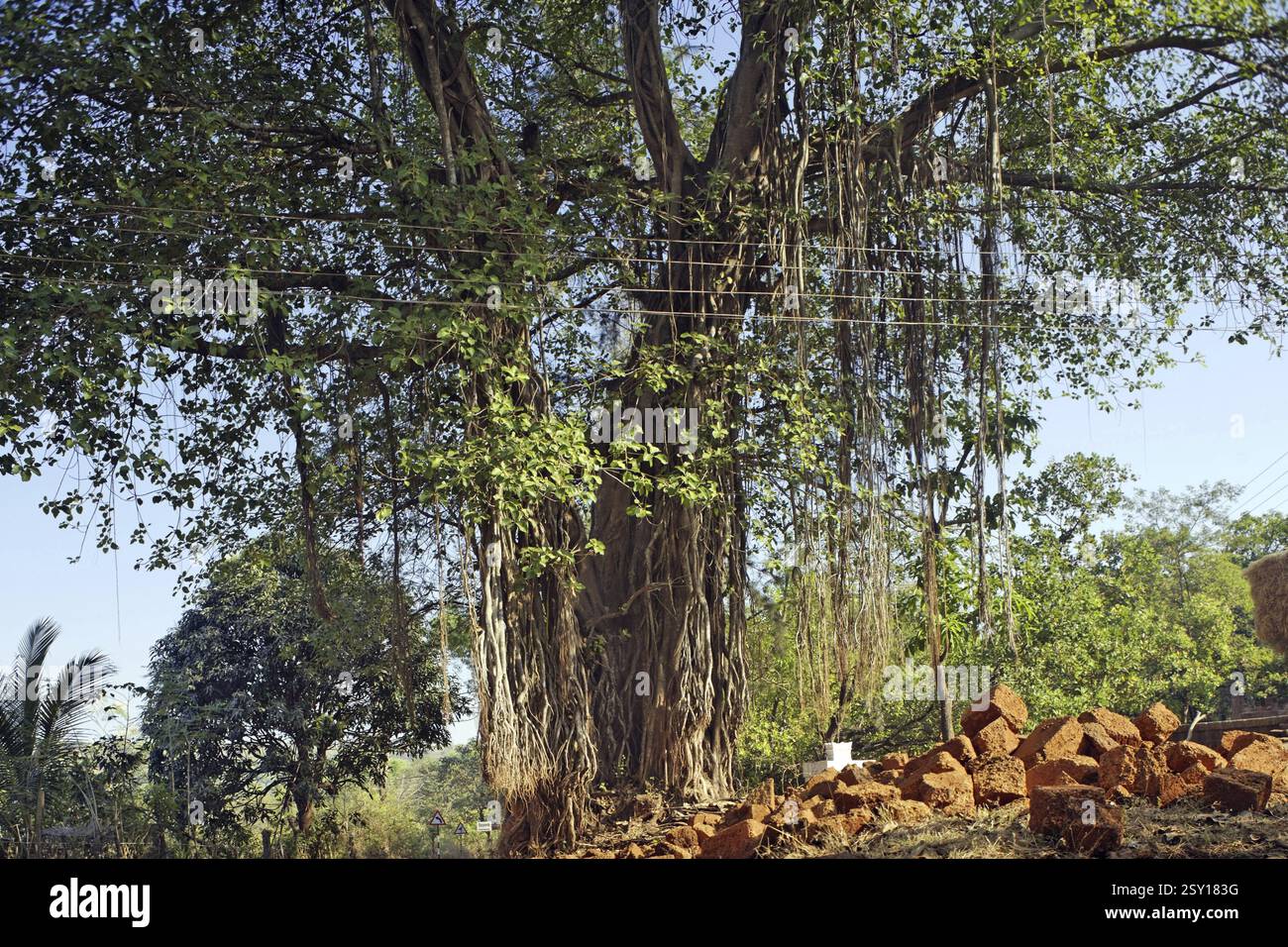 Banyan tree, maharashtra, india, asia Stock Photo - Alamy