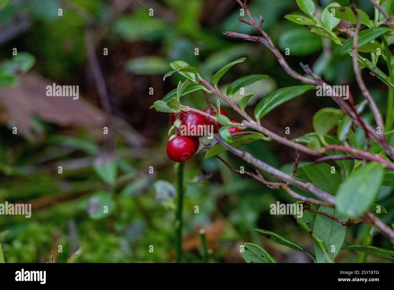 Ventspils. Vasenieki swamp. Cranberry. In nature, all types of ...