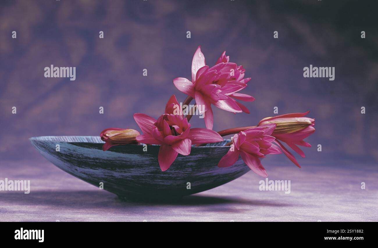 Pink lotus flower in bowl, india, asia Stock Photo - Alamy
