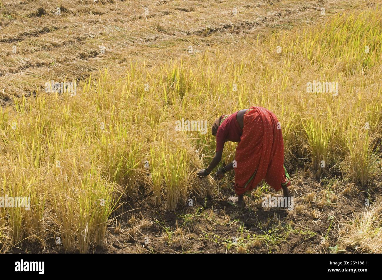 Woman working in rice field Bhorgiri Maharashtra India Asia Nov 2011 ...