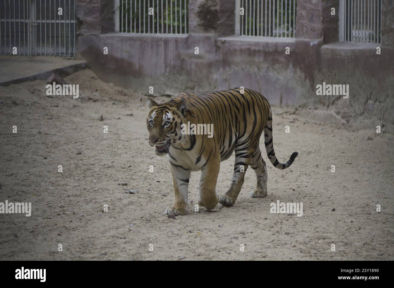 Asian rural tiger hi-res stock photography and images - Alamy