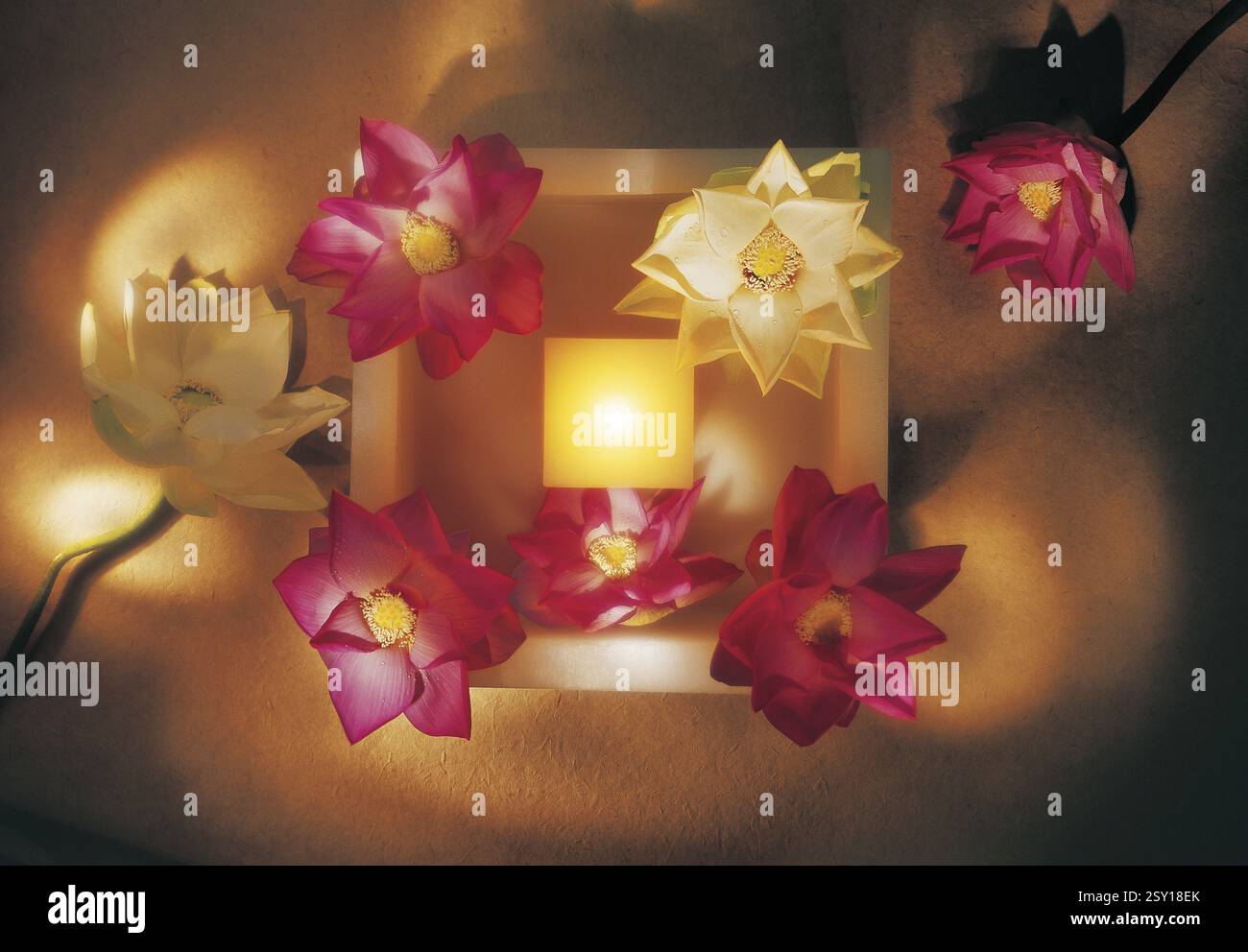 India flowers aquatic hi-res stock photography and images - Alamy