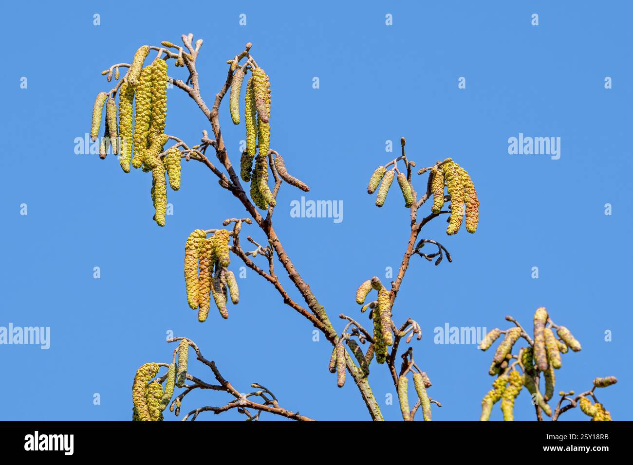 Common alder / European black alder (Alnus glutinosa) close-up of male ...