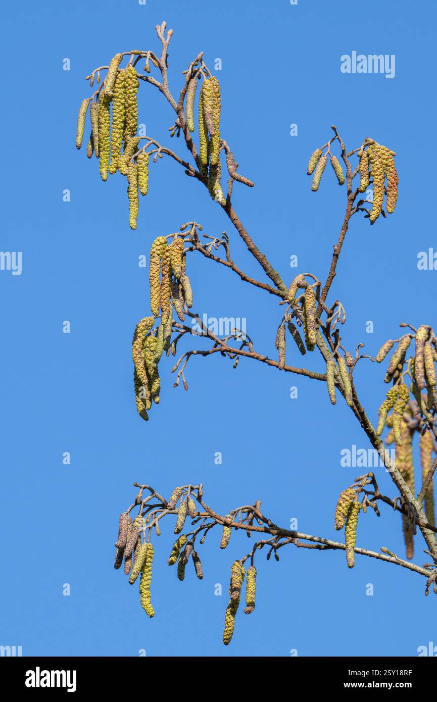 Alder trees in winter hi-res stock photography and images - Alamy
