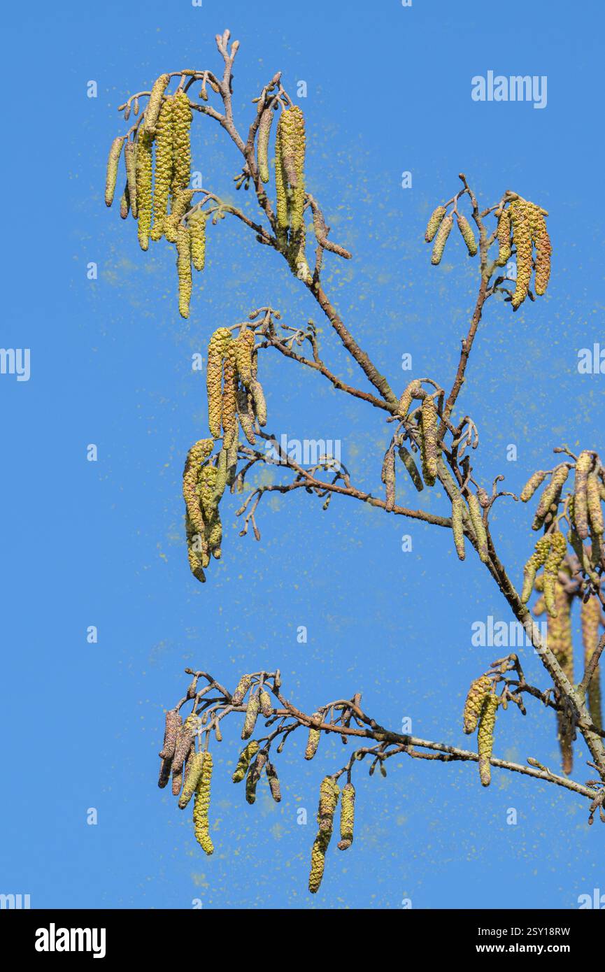 Common alder / European black alder (Alnus glutinosa) close-up of male ...