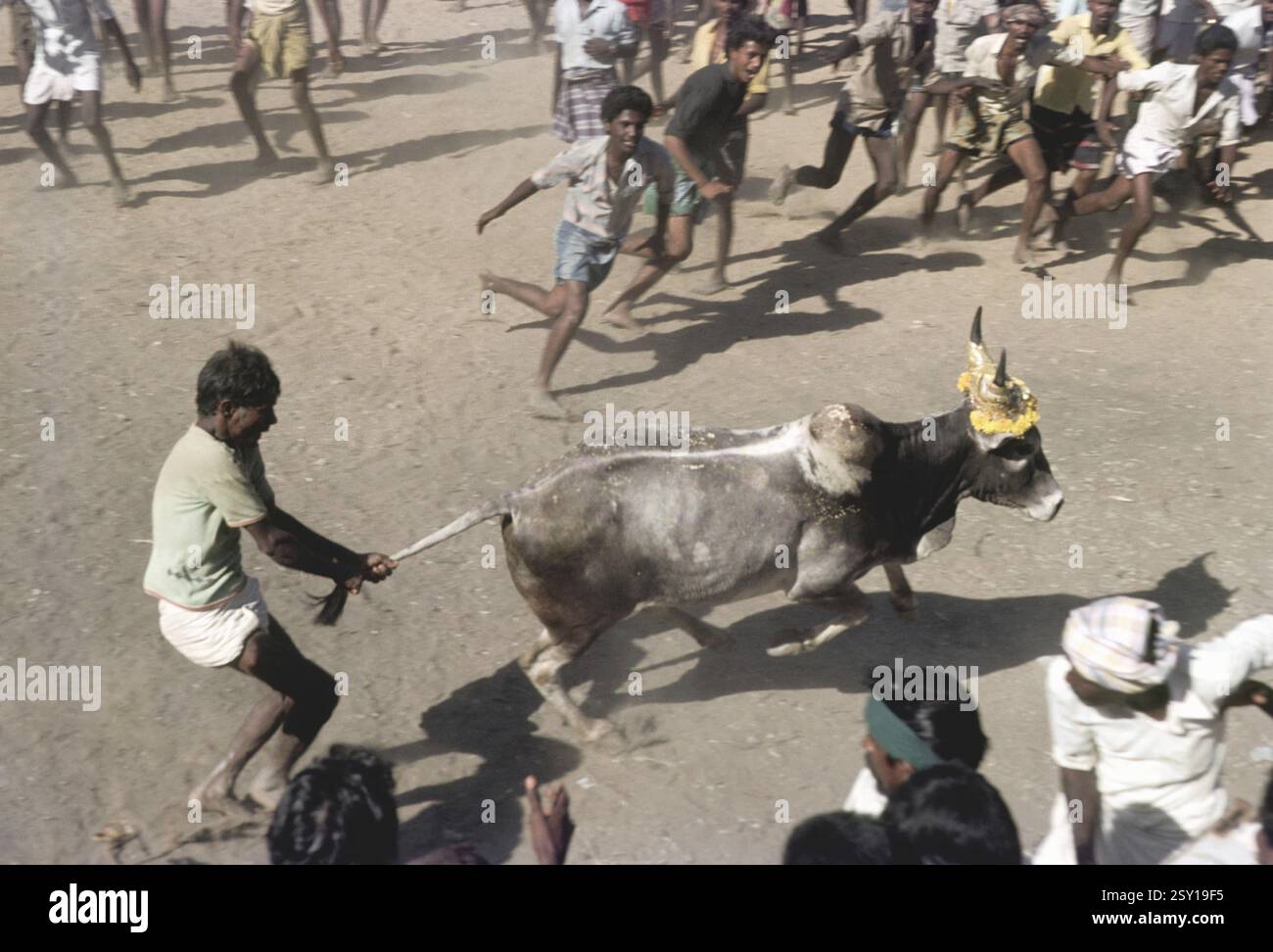 Jallikattu bull taming at Alanganallur near Madurai, Tamil Nadu, India ...