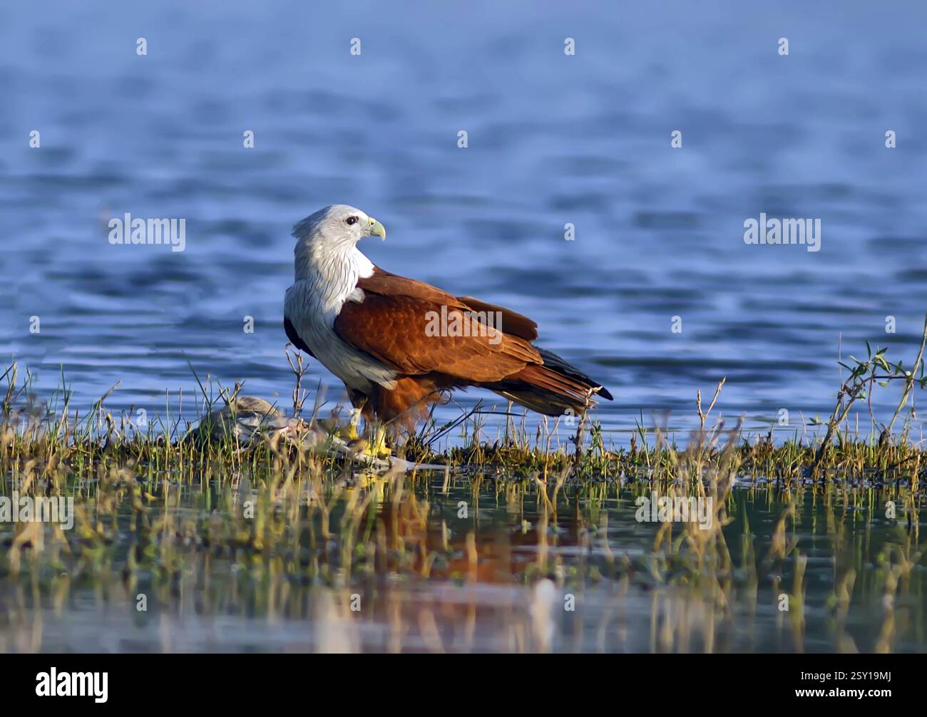 Brahminy kite, karnataka, india, asia Stock Photo - Alamy