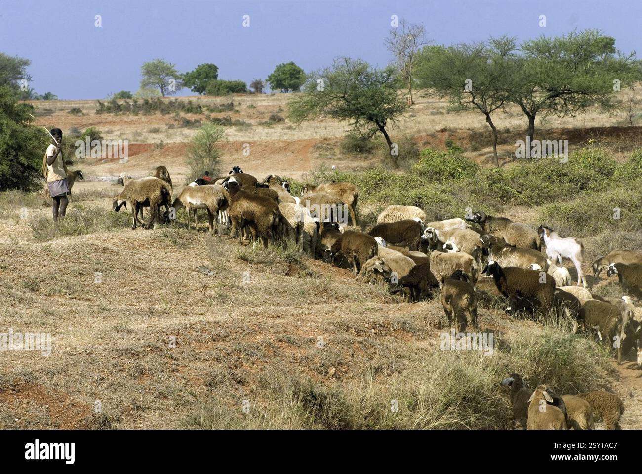 Sheep grazing at Karnataka India Stock Photo - Alamy