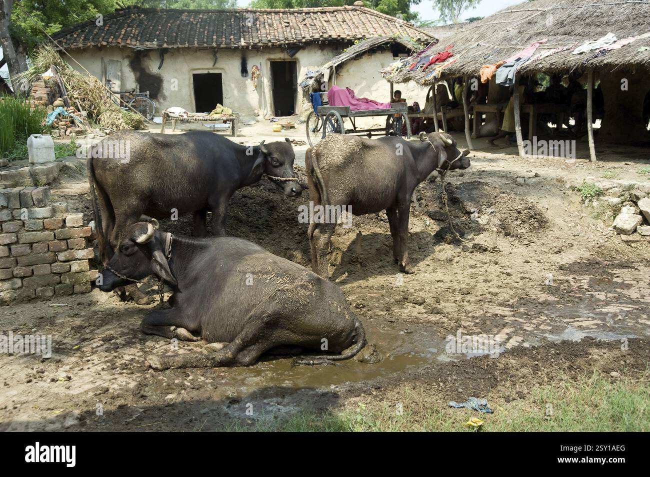 Buffaloes in village Varanasi uttar pradesh India Asia Stock Photo - Alamy