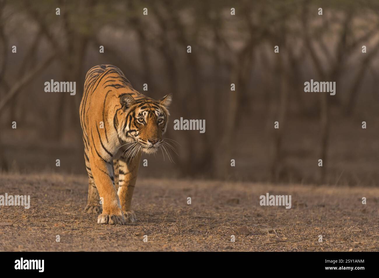 Tiger stalking in the dry forests of Ranthambore tiger reserve Stock ...