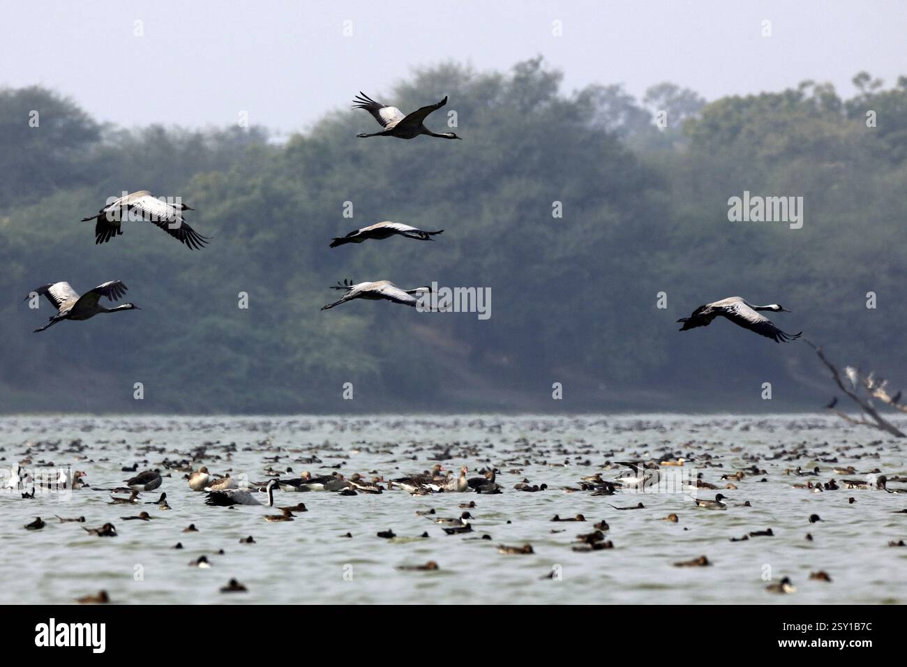 Demoiselle crane thol, Gujarat, India, Asia Stock Photo - Alamy