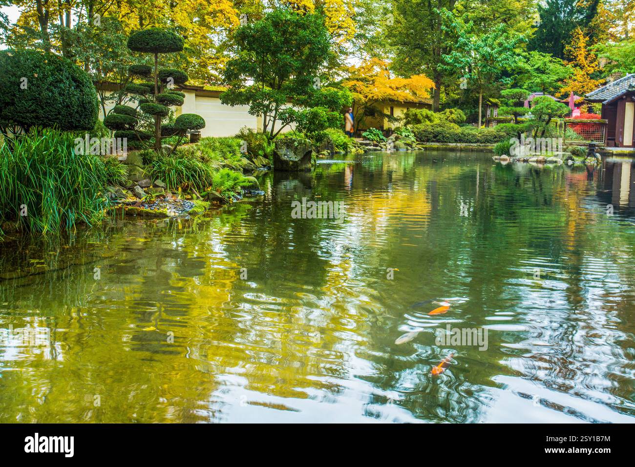 Autumn leaf color and Momiji (Momiji-gari) of red leaves in Japanese ...