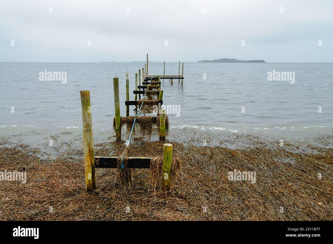 A weathered wooden dock stretches into still waters with seaweed lining ...
