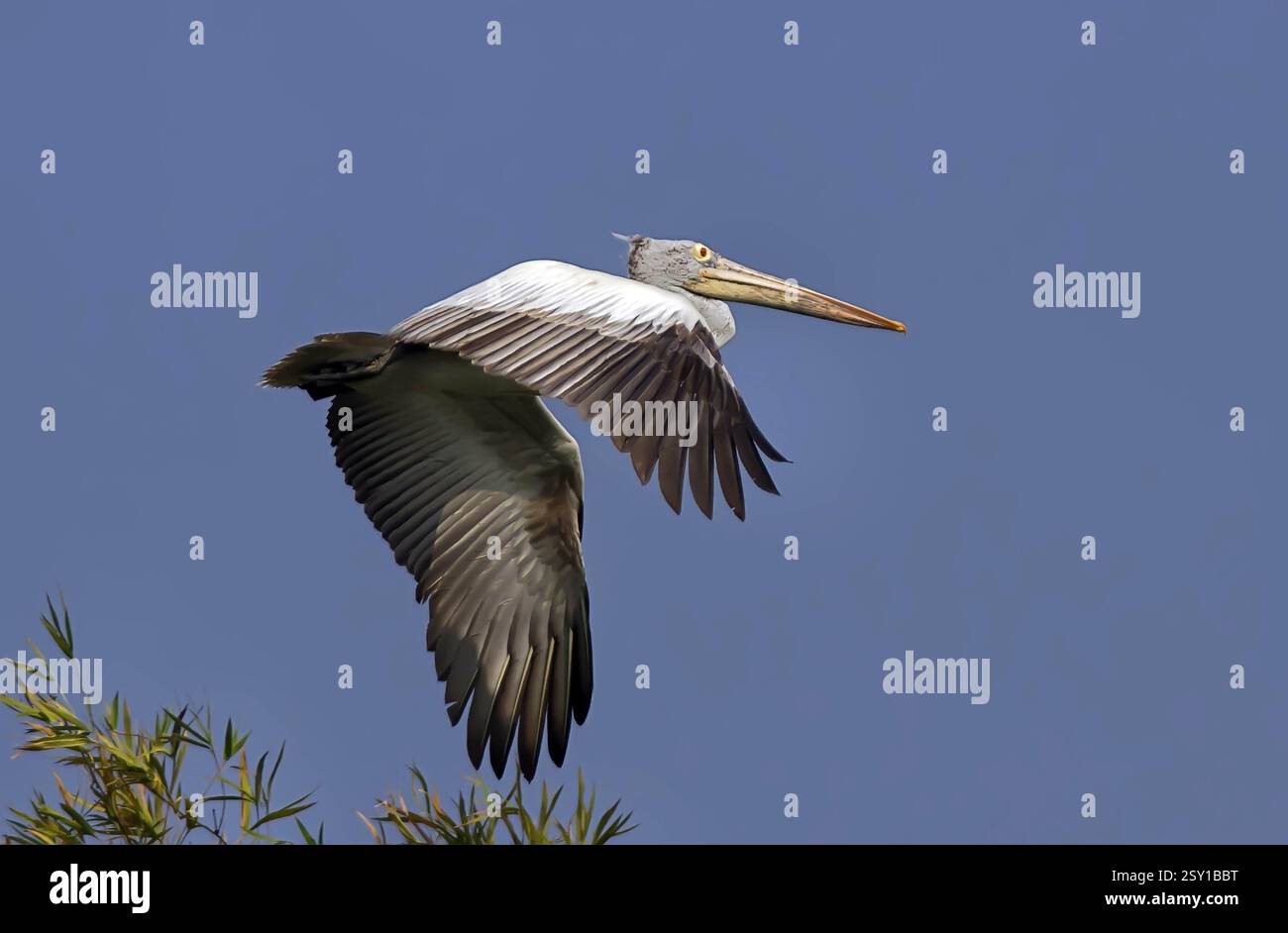 Steppe eagle, bikaner, rajasthan, india, asia Stock Photo - Alamy