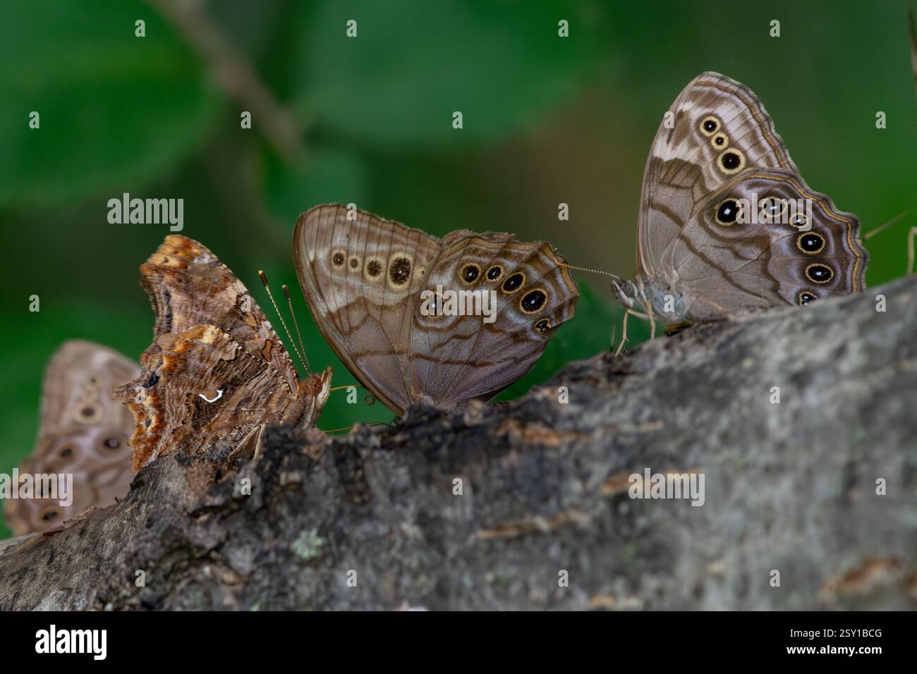 Eye spot moth hi-res stock photography and images - Alamy