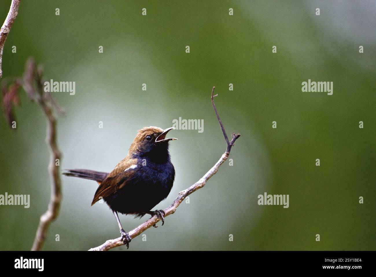 Singing male Indian robin saxicoloides fulicatus, Ranthambore national ...