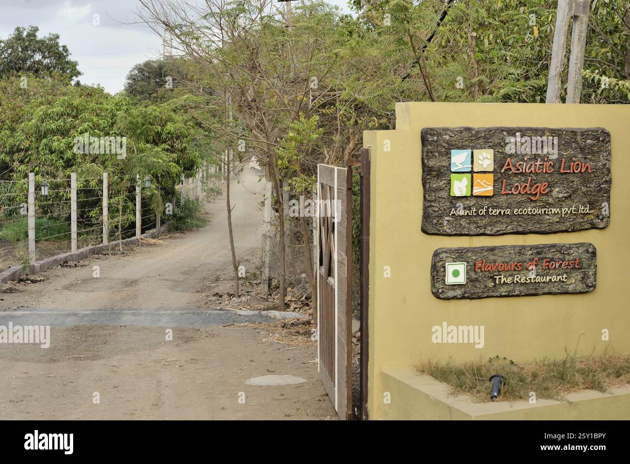 Asiatic lion lodge, gir national park, Gujarat, india, asia Stock Photo ...