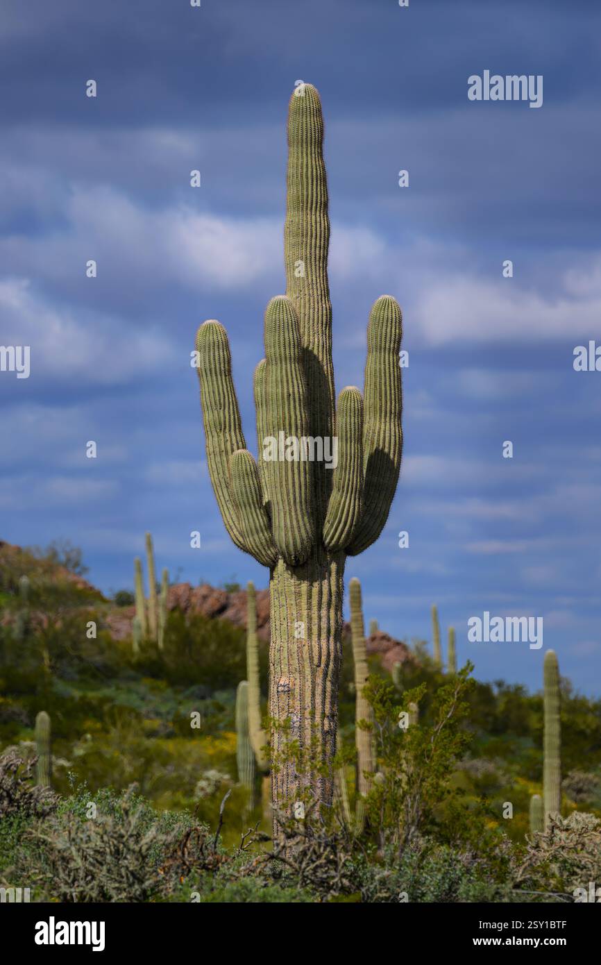 Iconic Saguaro Cactus Shines at Picacho Peak Park Near Phoenix, Arizona ...