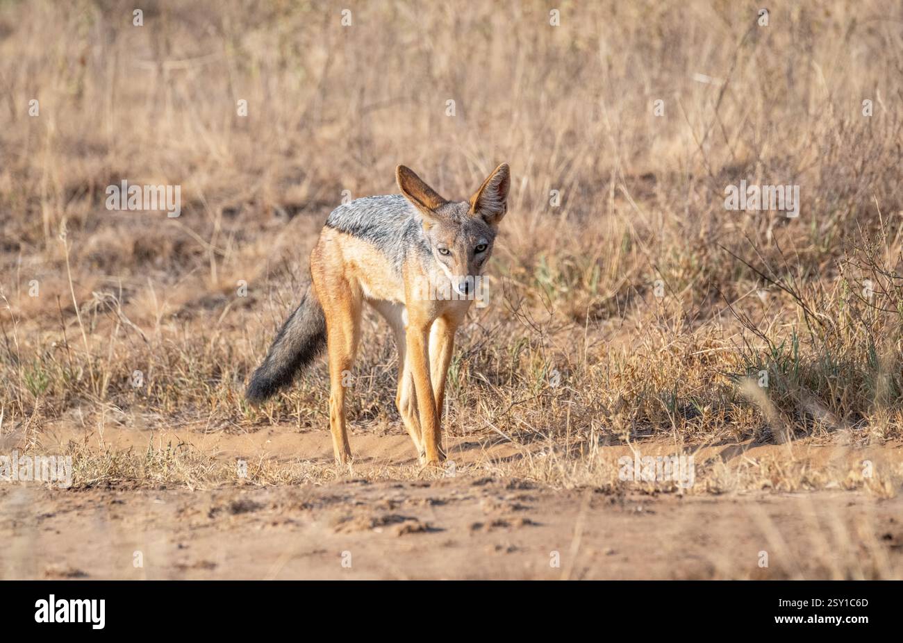 Black-backed jackal (Canis mesomelas), also known as the silver-backed jackal Stock Photo - Alamy